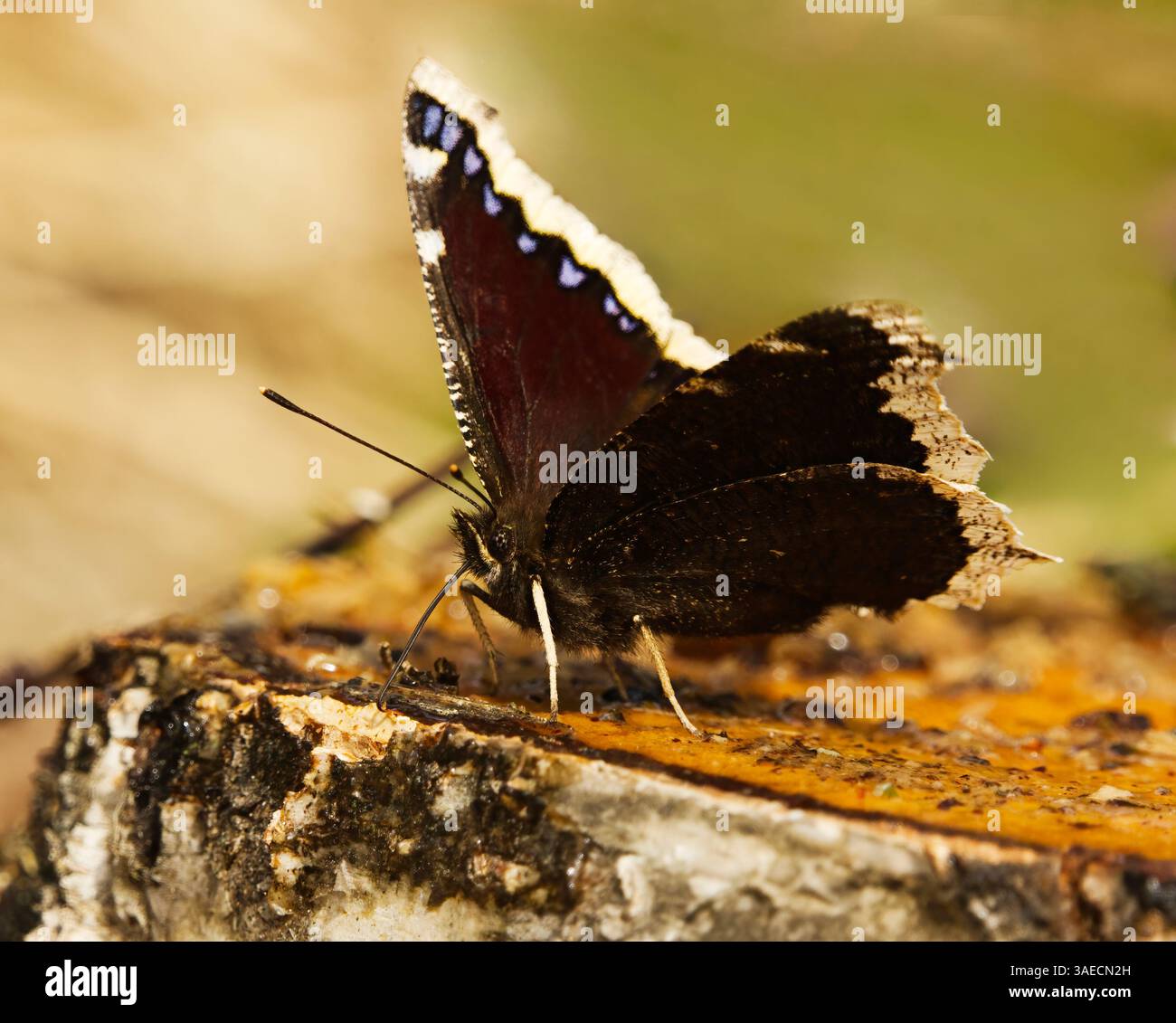 Mourning cloak (Nymphalis antiopa) butterfly feeding on the birch sap ...
