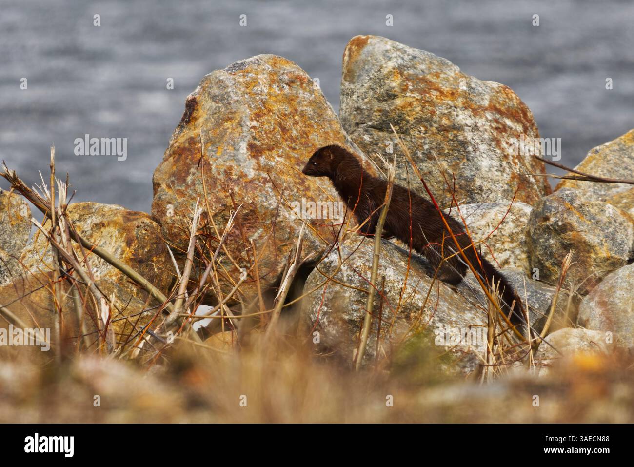 Mink animal hi-res stock photography and images - Alamy