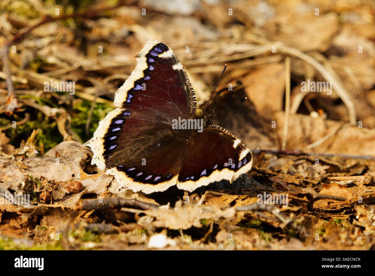 Mourning cloak (Nymphalis antiopa) butterfly resting on the ground in ...