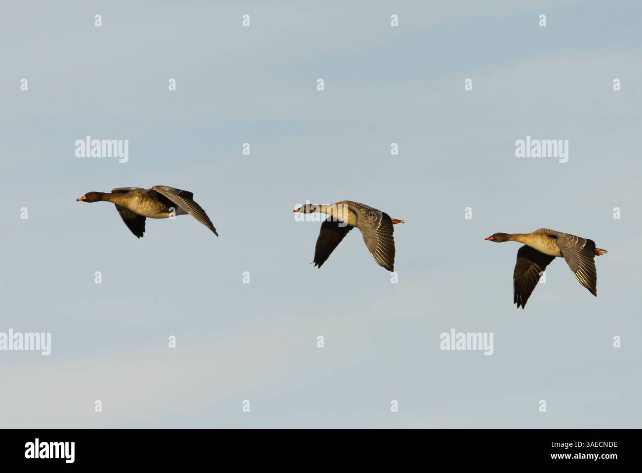 Taiga bean goose (Anser fabalis) flock flying in the sky in spring ...