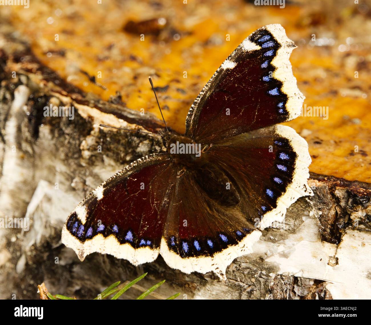 Mourning cloak (Nymphalis antiopa) butterfly resting on a tree stump in ...