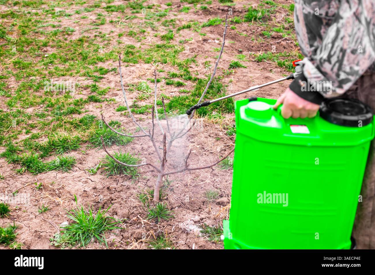 A gardener treats fruit trees and shrubs with a battery-powered sprayer ...