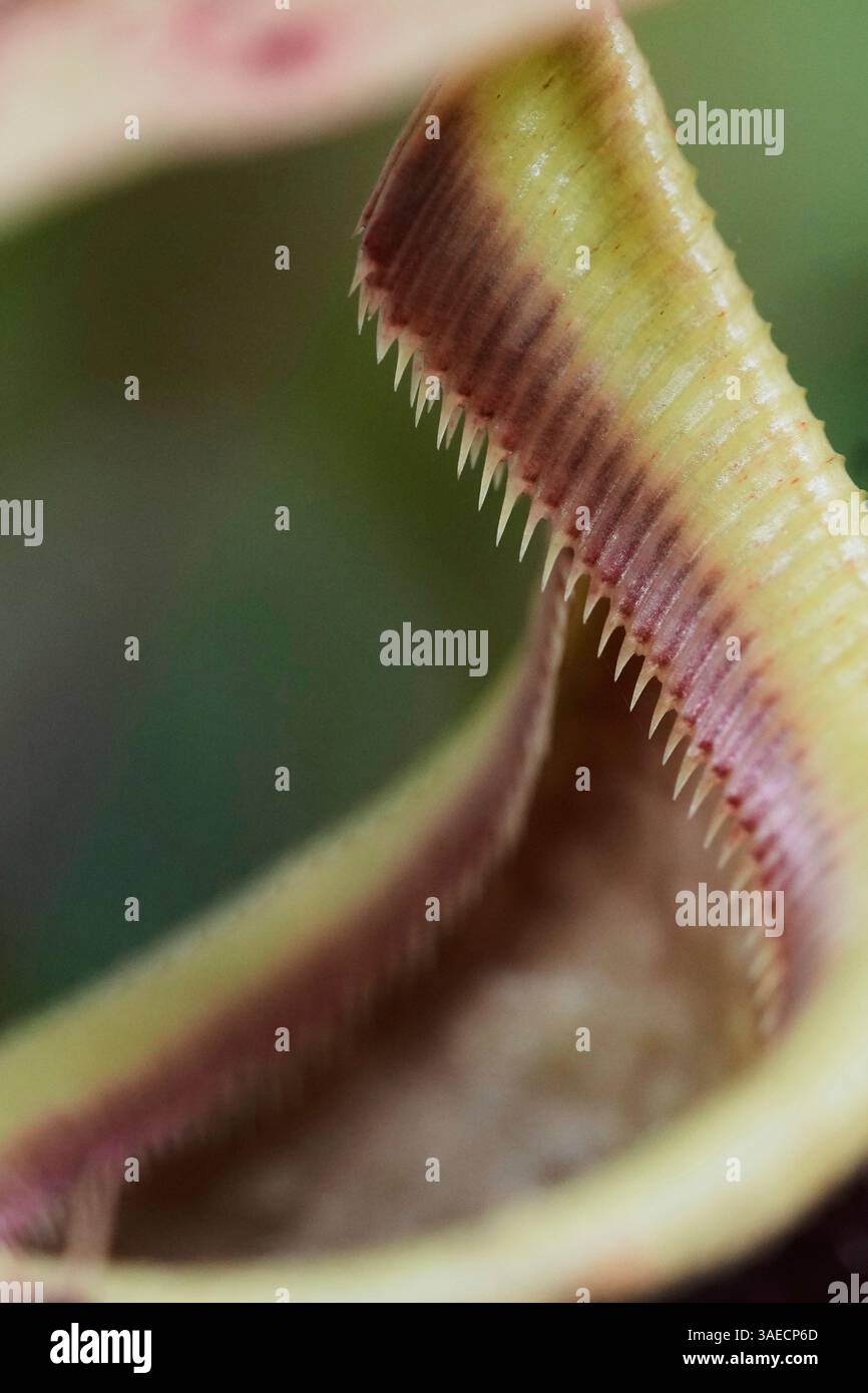 A Nepenthes "Suki" plant sits on display at a carnivorous plants ...