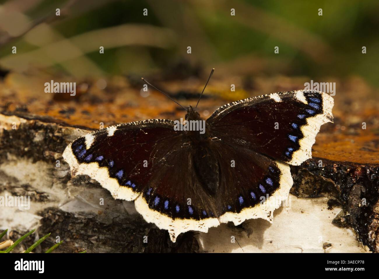 Mourning cloak (Nymphalis antiopa) butterfly resting on a tree stump in ...