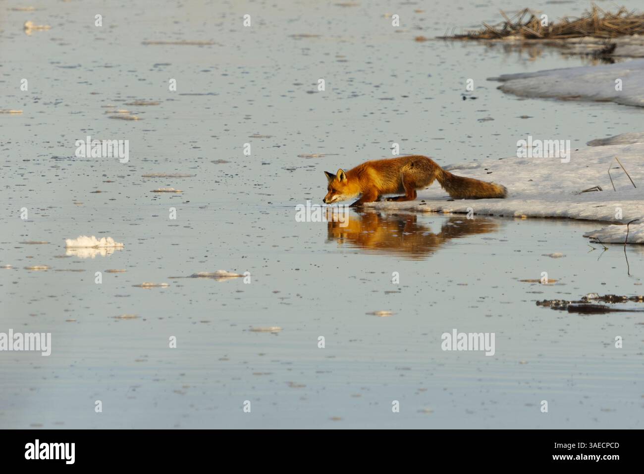 Red fox (vulpes vulpes) stalking at the edge of ice in river in spring ...