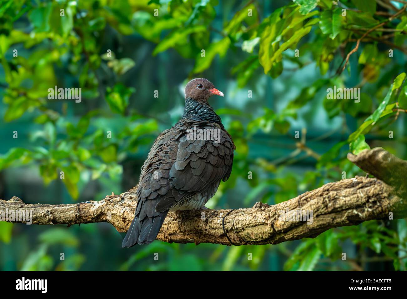 Scaled Pigeon (Patagioenas speciosa) perched on a branch Stock Photo ...