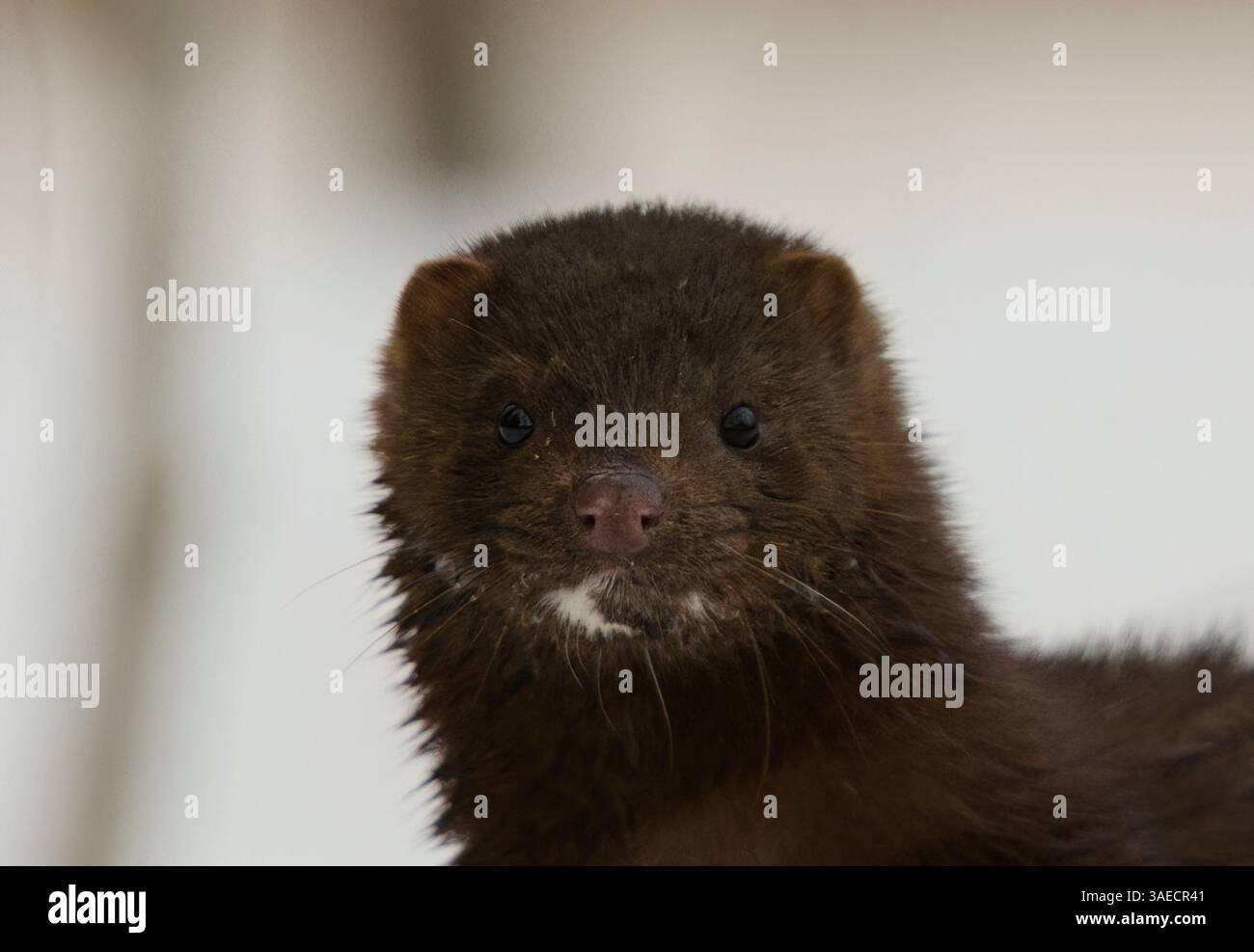 Mink animal hi-res stock photography and images - Alamy