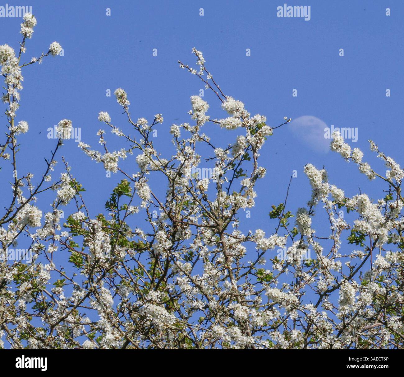 Kinnego, County Armagh, Northern Ireland, UK. 06 Apr 2025. UK weather ...