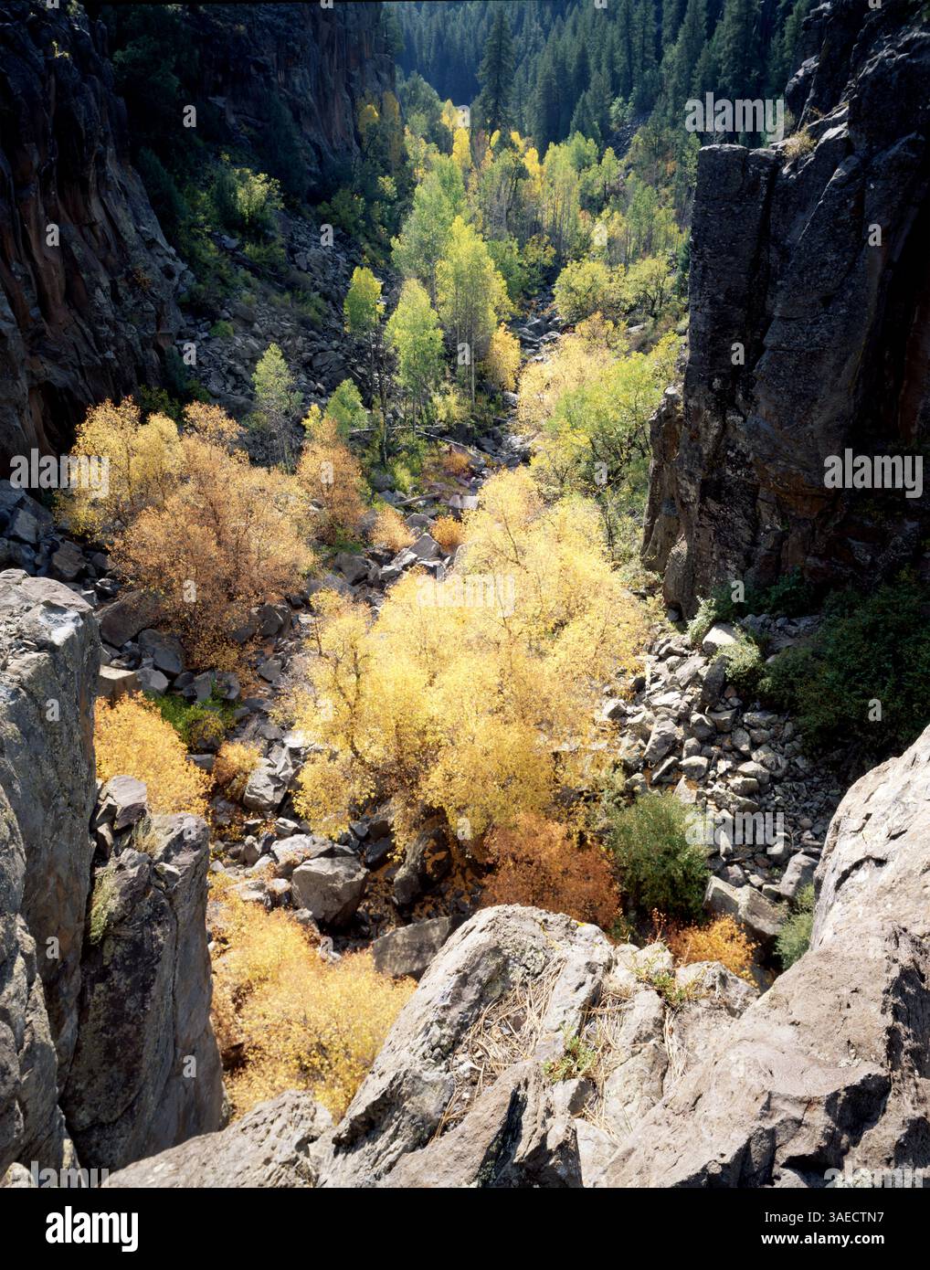 Paradise Forks Canyon comes alive with fall colors. Northern Arizona ...