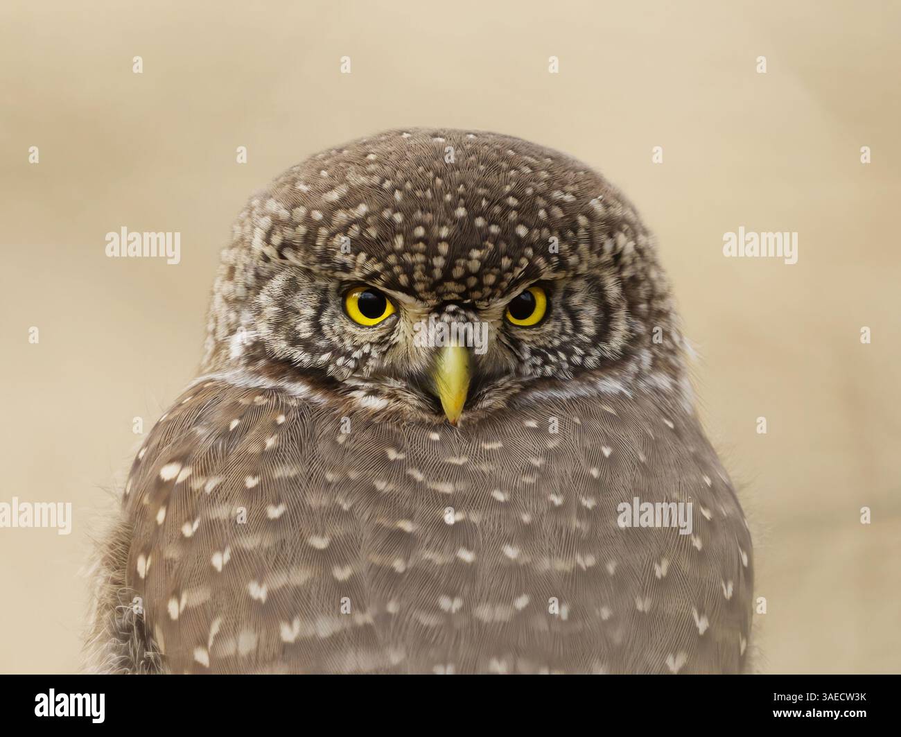 Eurasian pygmy owl (Glaucidium passerinum) closeup looking back in the ...