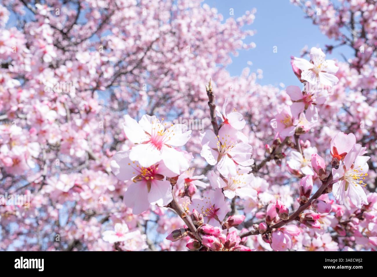 Detail of some young flowers in the branches of a cherry tree ...