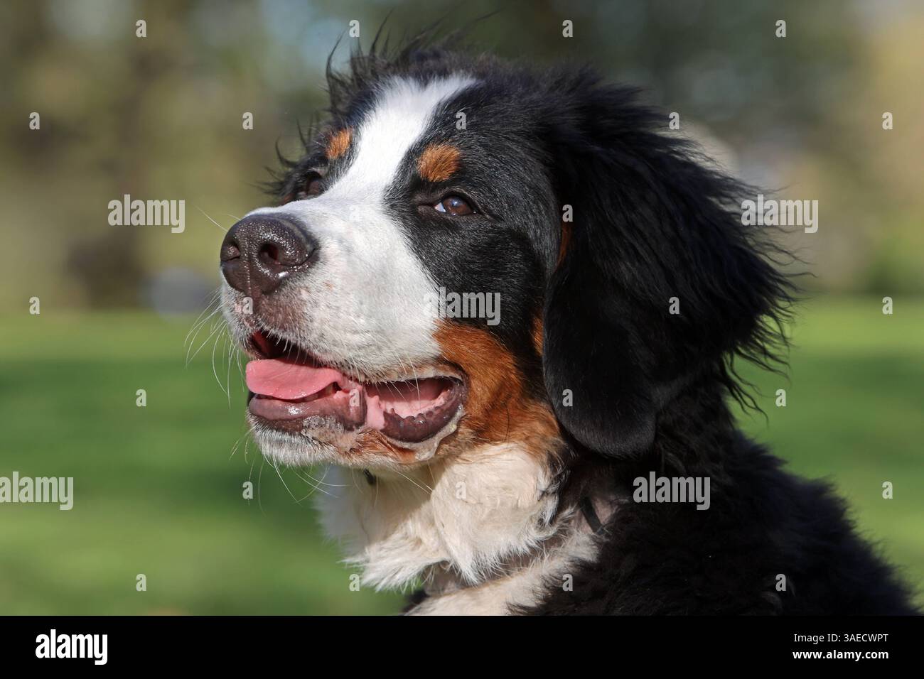 Rassehunde in der Stadt Ein Portrait von einer Hund der Rasse Berner ...