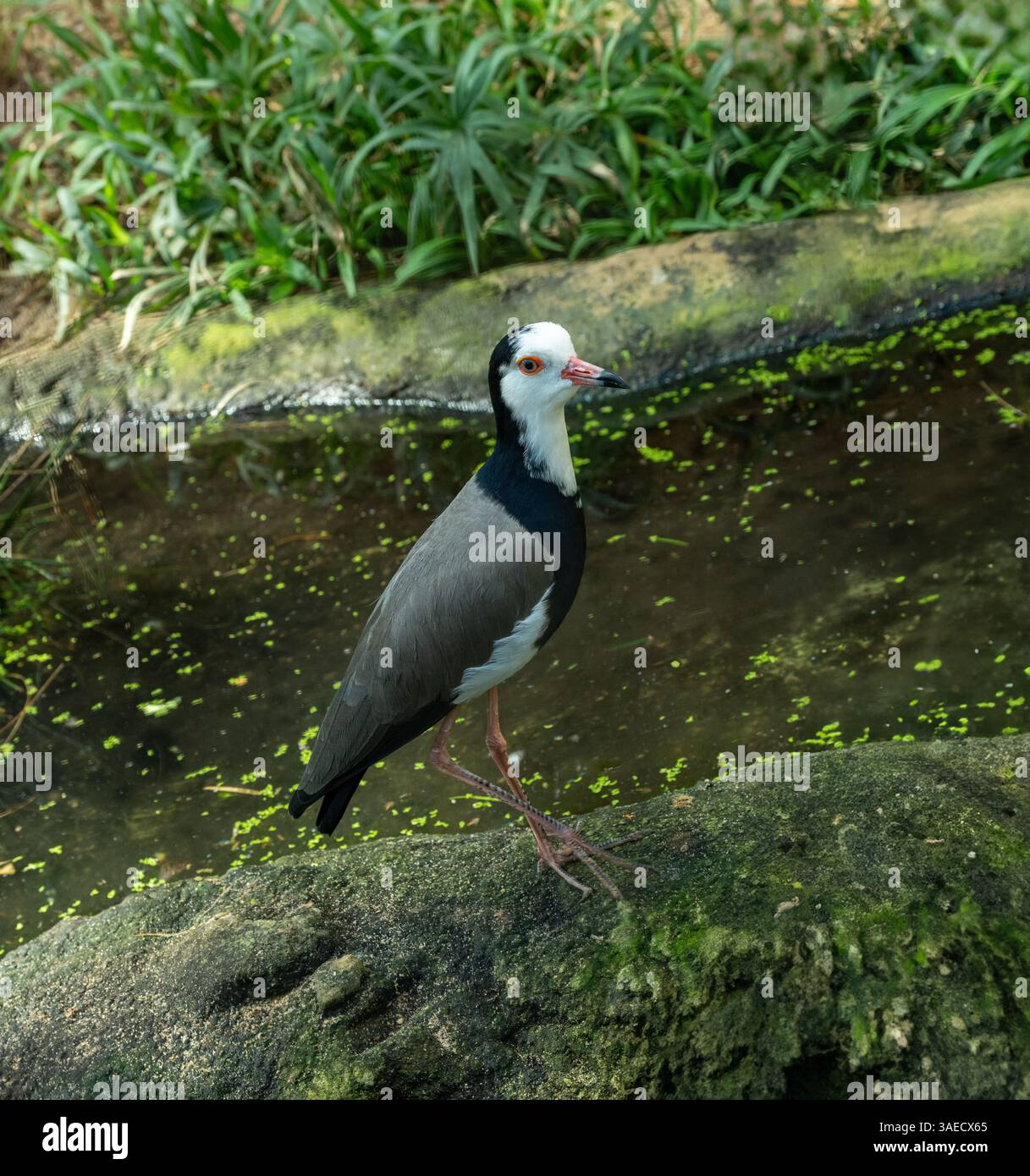 Long toed water bird hi-res stock photography and images - Alamy