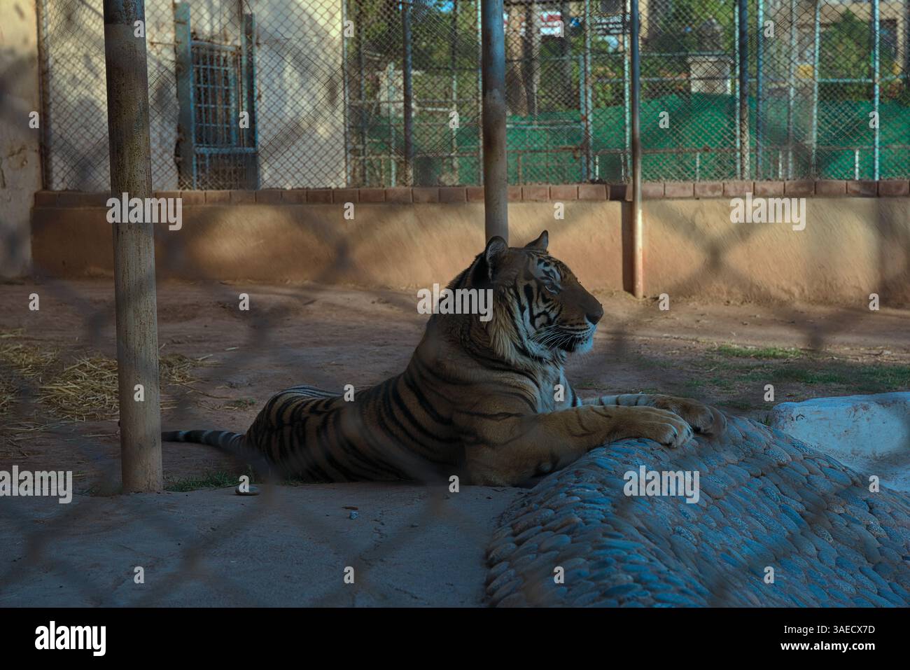 A bengal tiger sitting inside a cage in a zoo Stock Photo - Alamy