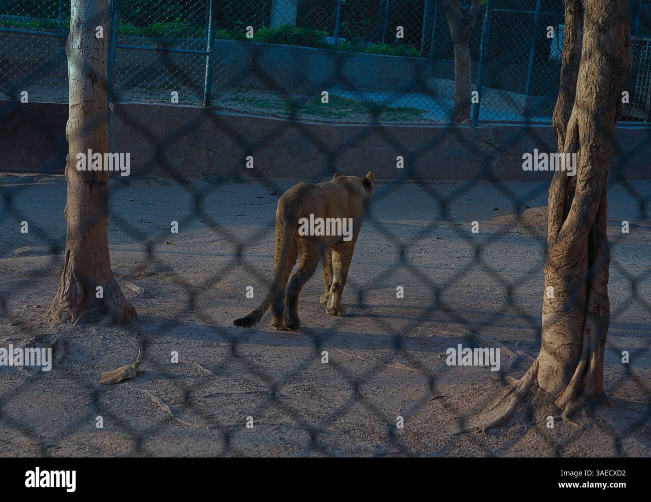 a lion walking away between two trees within its cage in a zoo Stock ...