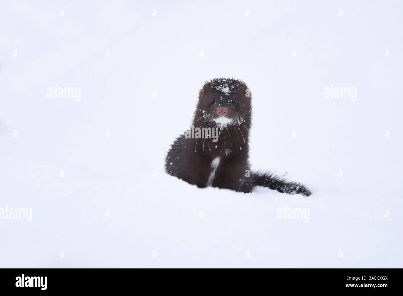 Mink in winter hi-res stock photography and images - Alamy