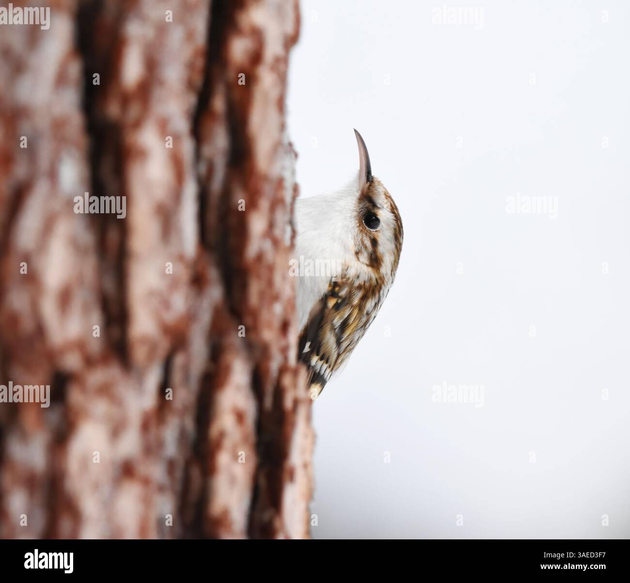 Eurasian treecreeper or common treecreeper (Certhia familiaris) peeking ...