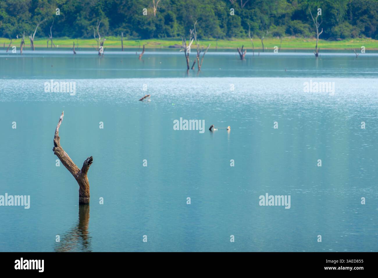 Minimalist landscape lake with dead trees in selective focus on ...