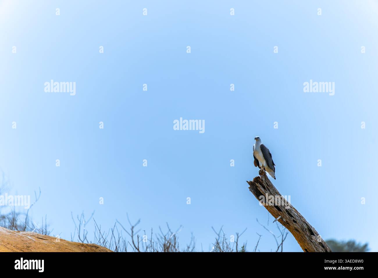 White-bellied fish eagle sitting still and majestically on top of old ...