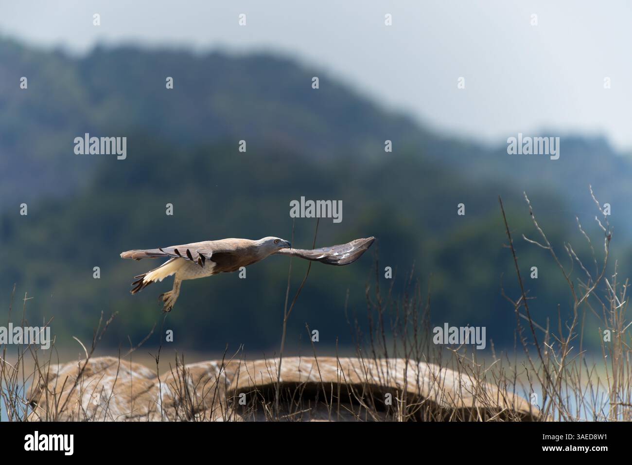 Grey-headed Fish Eagle or Ichthyophaga ichthyaetus, inflight over rock ...