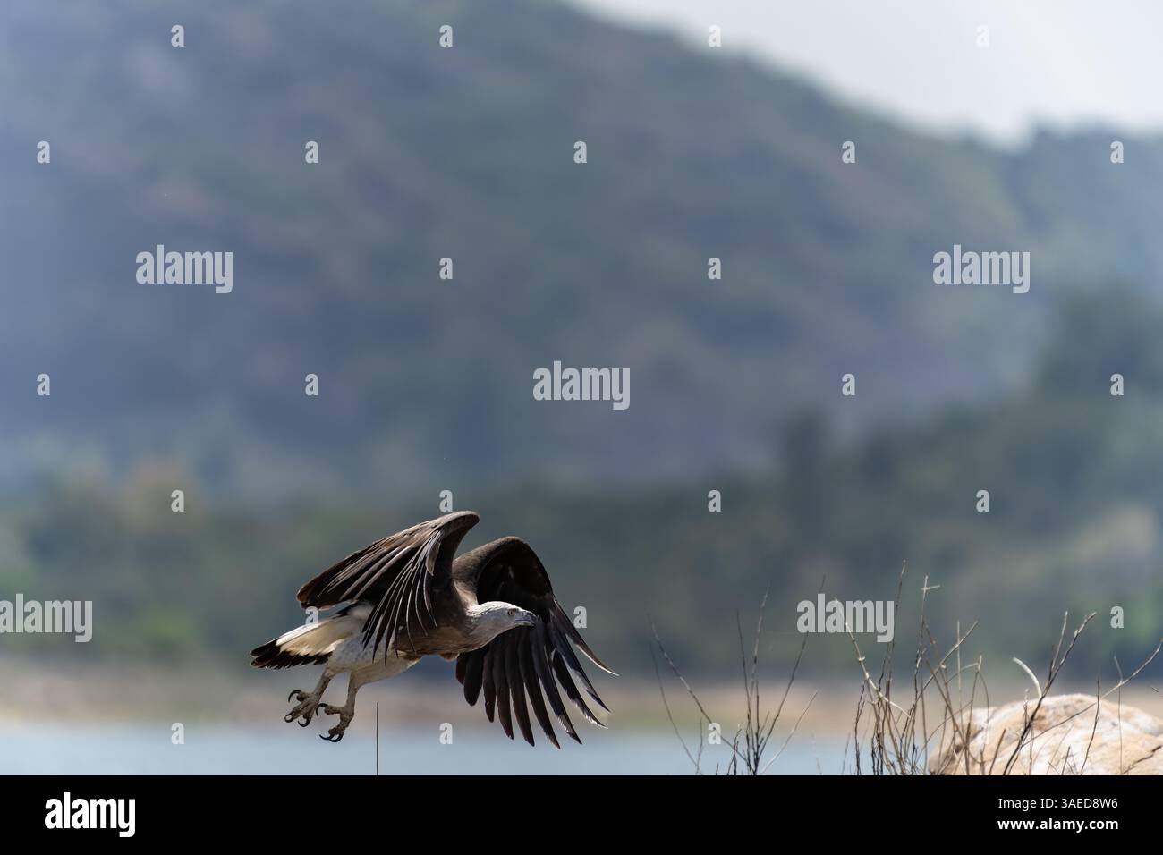 Grey-headed Fish Eagle or Ichthyophaga ichthyaetus, inflight over rock ...
