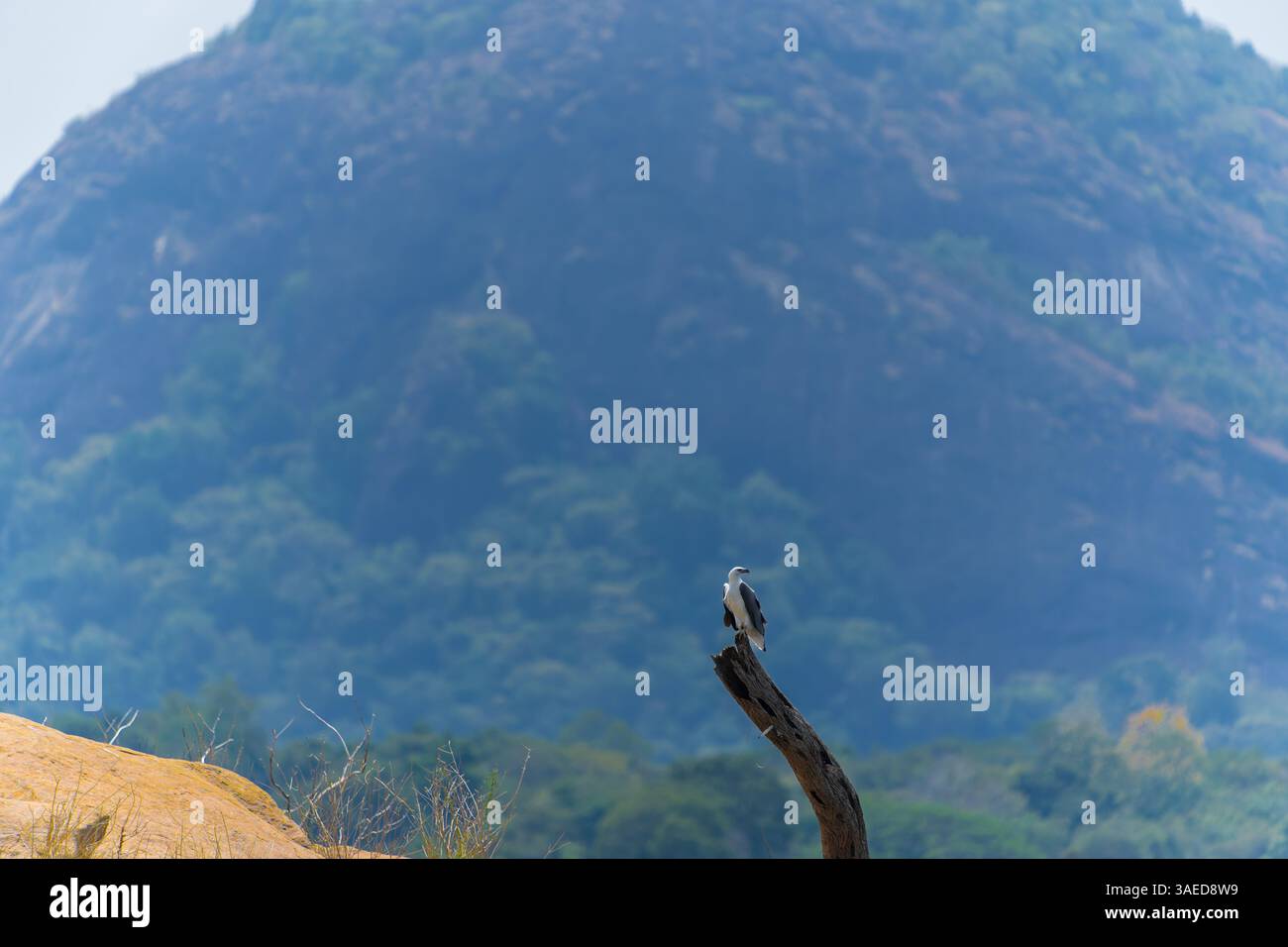 White-bellied fish eagle sitting still and majestically on top of old ...