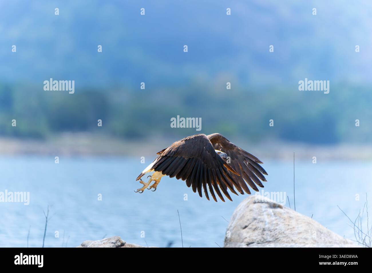 Grey-headed Fish Eagle or Ichthyophaga ichthyaetus taking off from rock ...