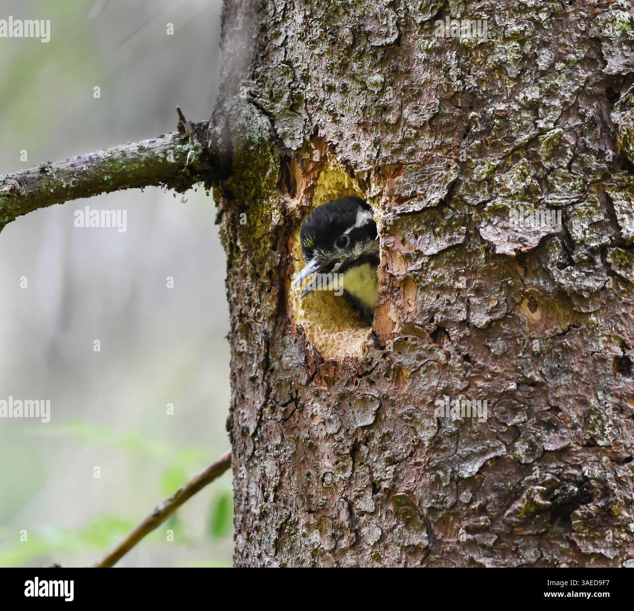 Eurasian three-toed woodpecker (Picoides tridactylus) chick peeking ...
