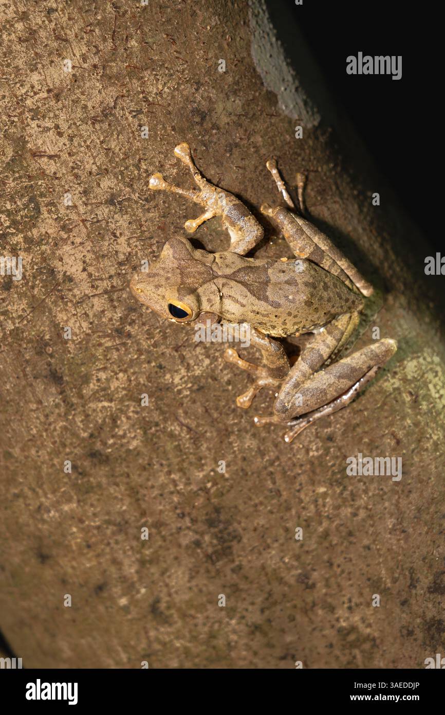 Biodiversity lanka whipping frogtree frogvertebratewildlife hi-res ...
