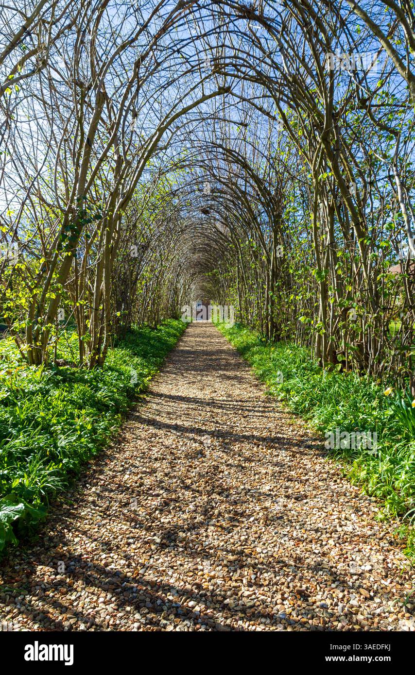 hazel tree archway Stock Photo - Alamy
