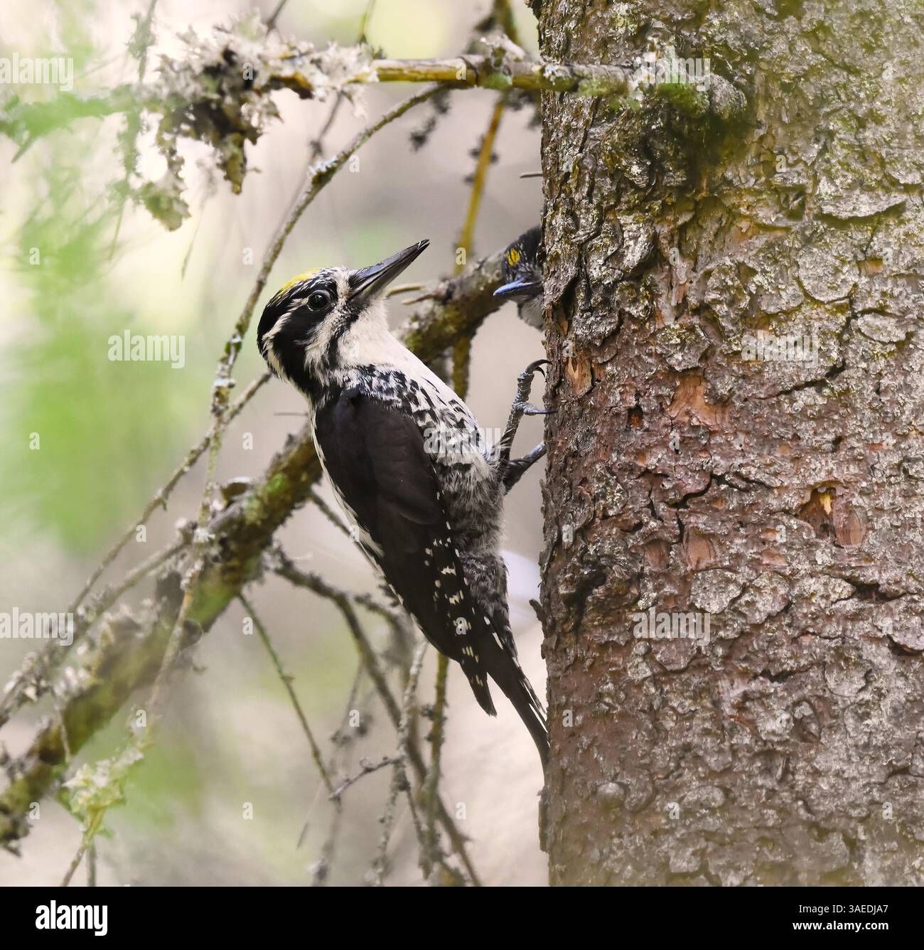 Eurasian three-toed woodpecker (Picoides tridactylus) male on a nest in ...