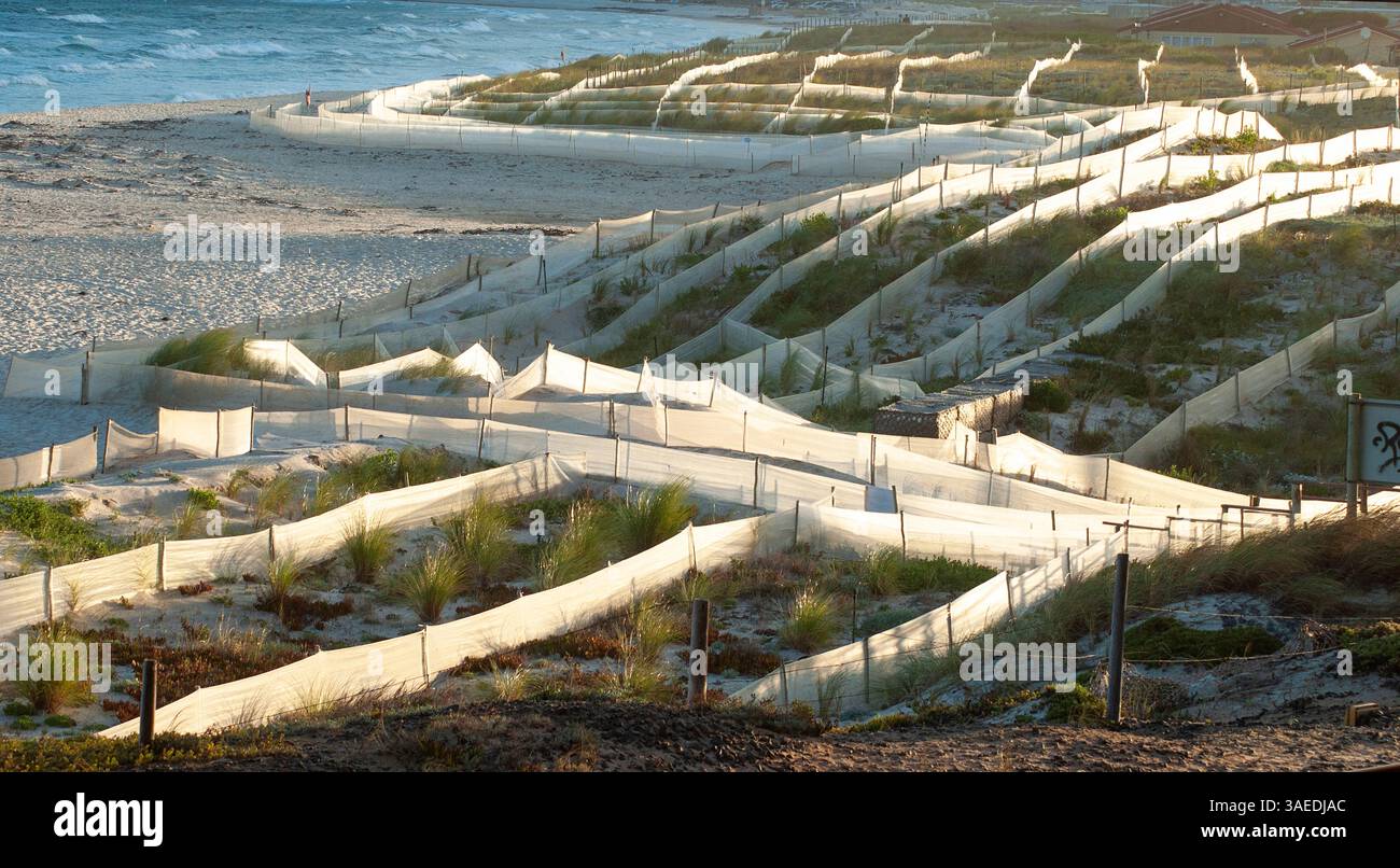 Windbreaks , Sand dune reclamation. Fish Hoek. Southern Cape Stock ...