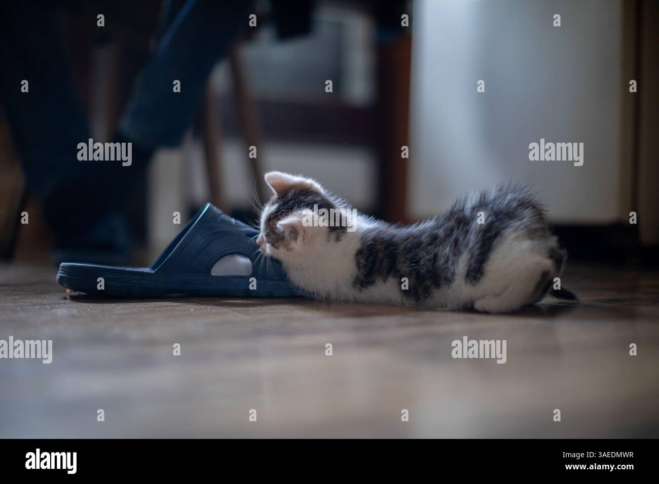 A Curious Kitten is Adventurously Exploring a Cozy and Welcoming Indoor ...