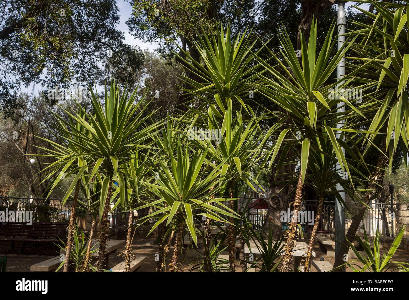 A cluster of Spineless Yucca (Yucca elephantipes) plants with their ...