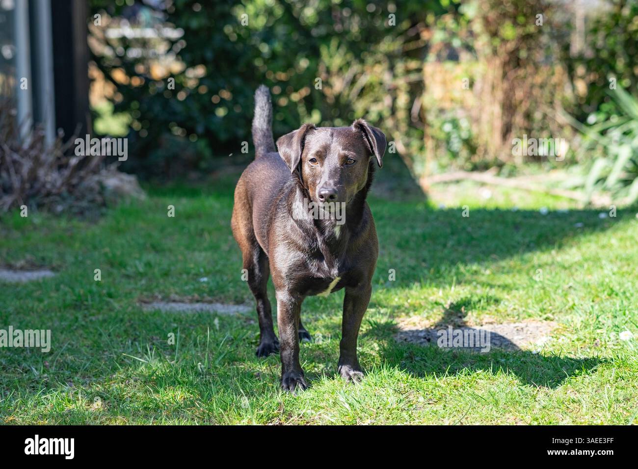 Ein kleiner schwarzer Terrier erforscht die Natur in Aachen am 27 ...