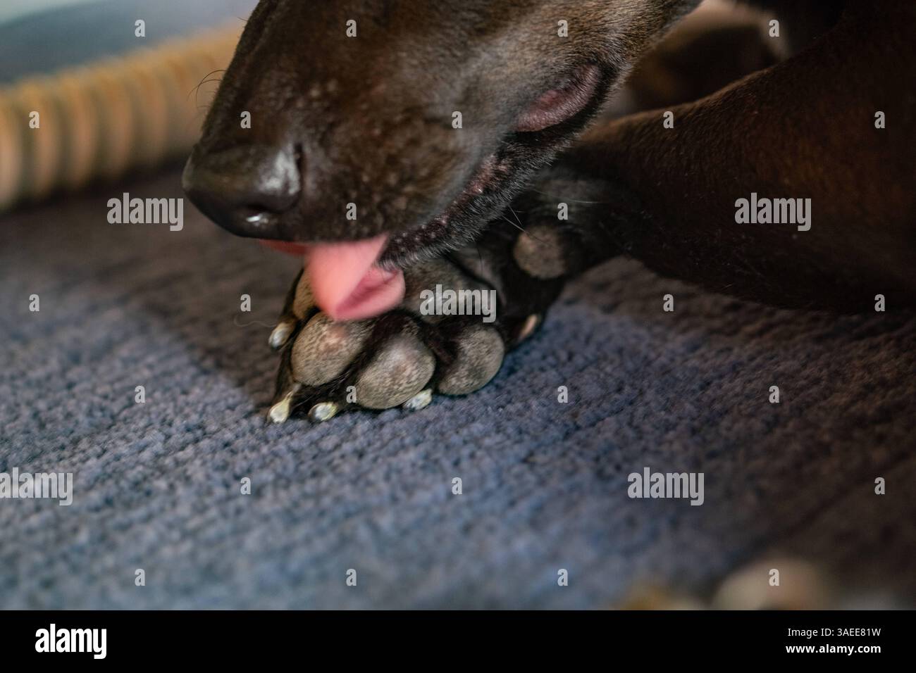 Die Pfote von einem kleinen schwarzen Terrier in Aachen am 3. April ...