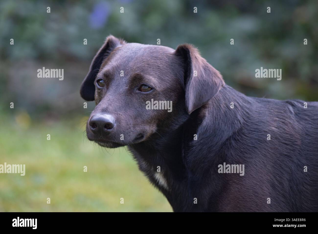 Ein kleiner schwarzer Terrier erforscht die Natur in Aachen am 5. April ...