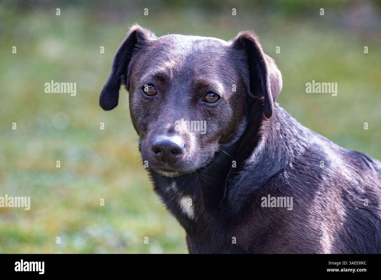 Ein kleiner schwarzer Terrier erforscht die Natur in Aachen am 5. April ...
