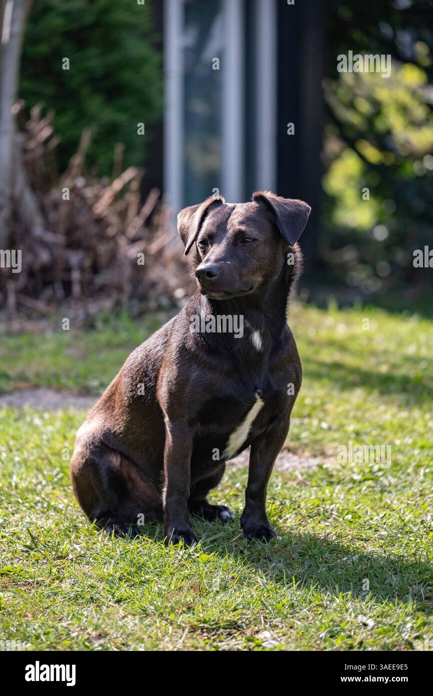 Ein kleiner schwarzer Terrier erforscht die Natur in Aachen am 5. April ...