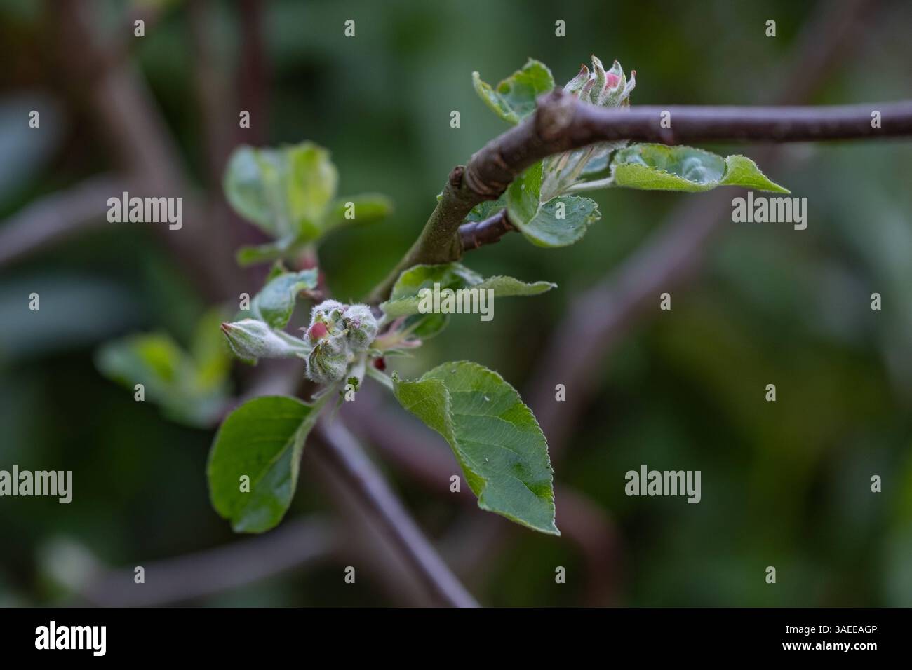 Knospender Apfelbaum in Aachen am 5. April 2025. GERMANY - AACHEN ...