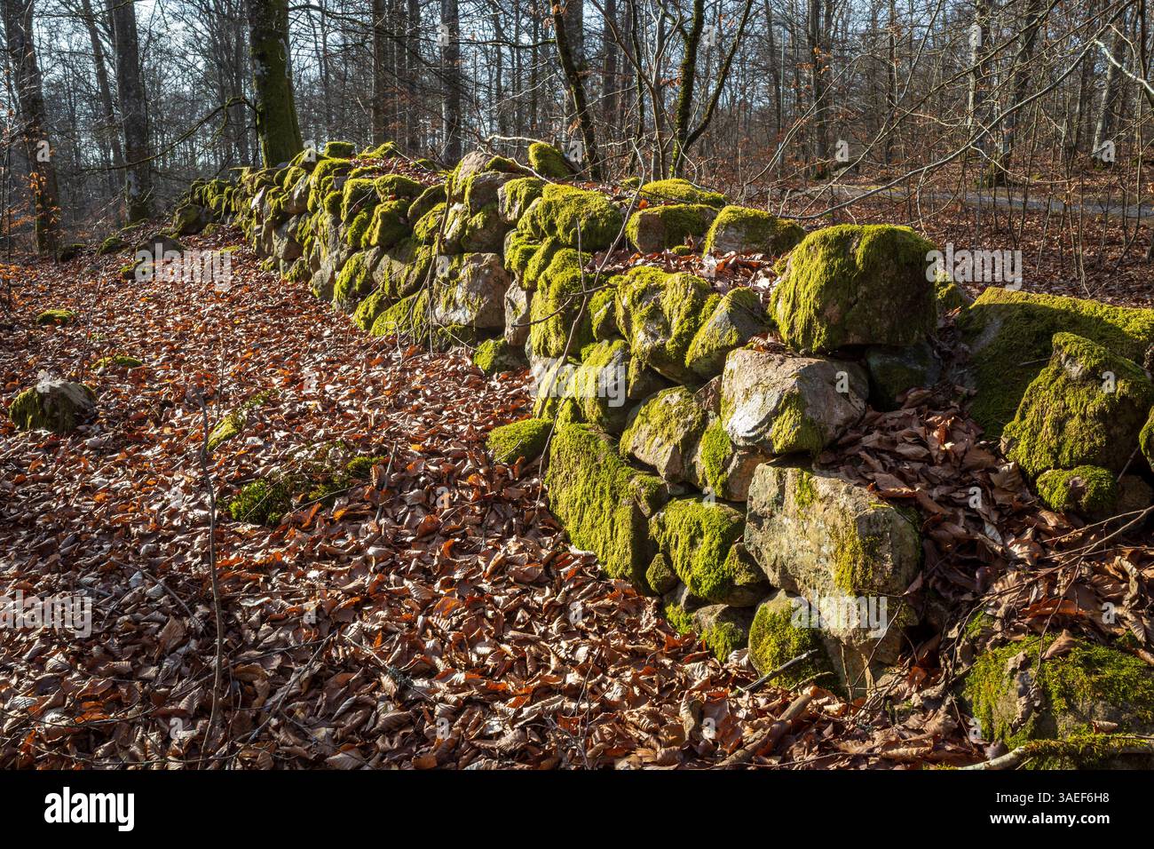 A rugged stone wall, draped in lush moss, borders a forest path strewn ...