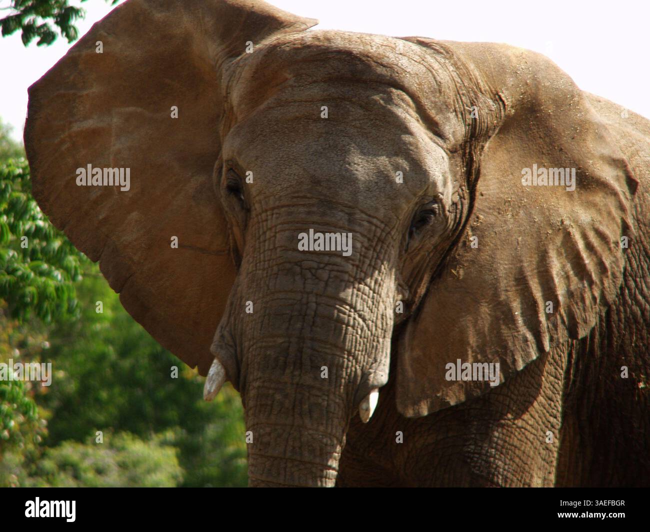 May 12, 2001; Miami, Florida, USA; This Elephant looking into the eye ...