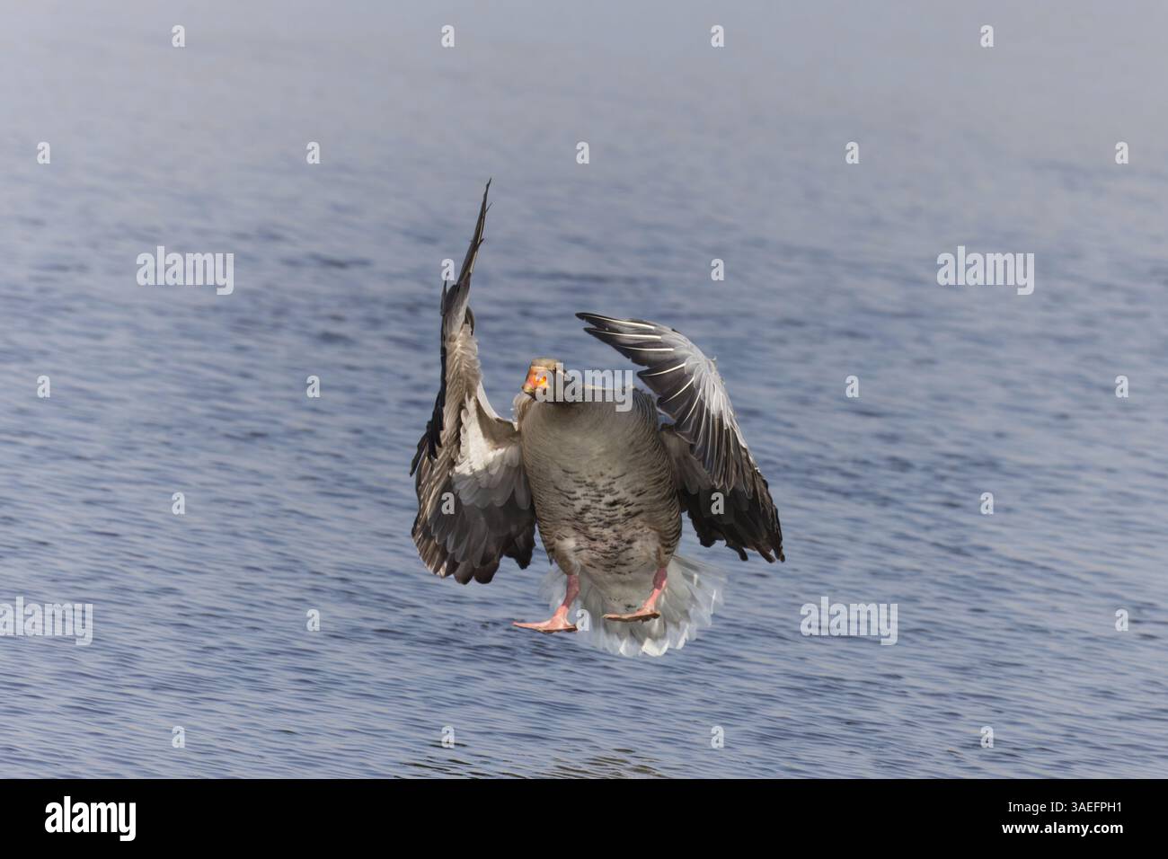 Greylag goose landing on water with wings outstretched Stock Photo - Alamy