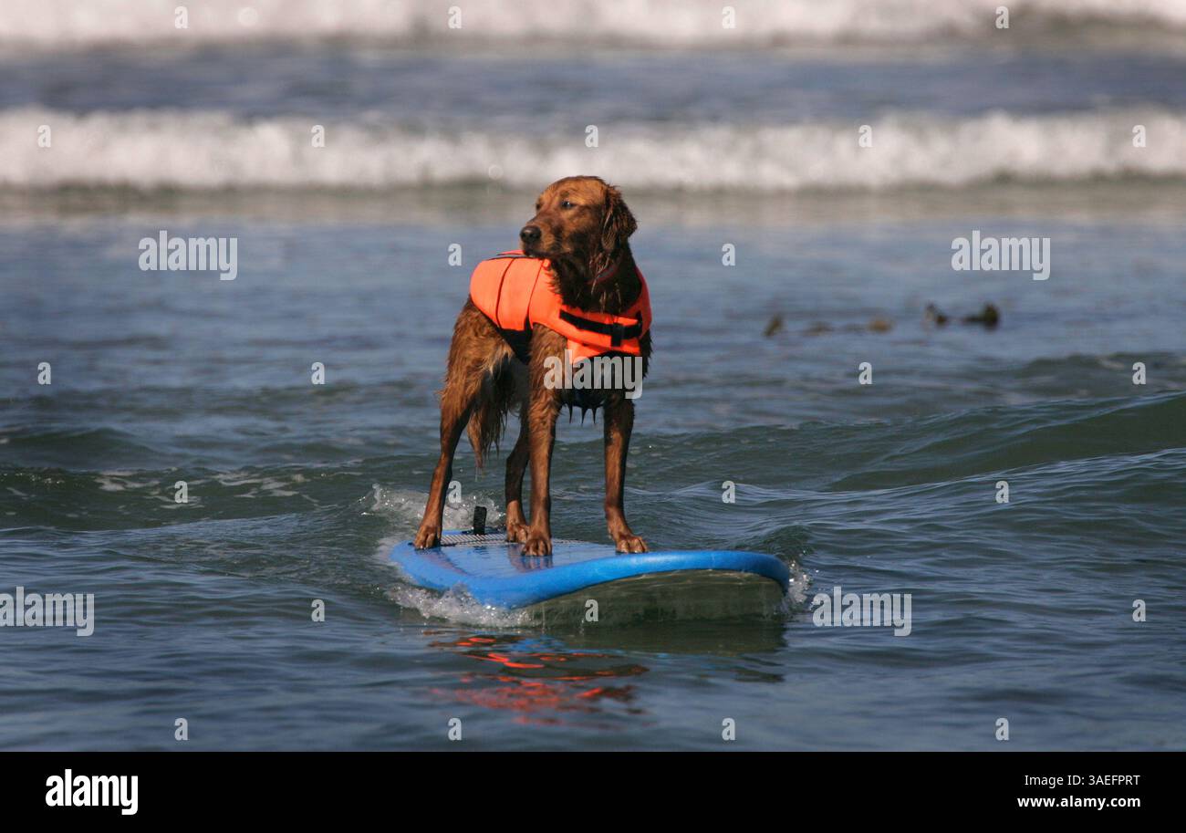 October 1, 2009-DEL MAR, CAÐ(SAN DIEGO COUNTY) Ricochet, a one and a ...