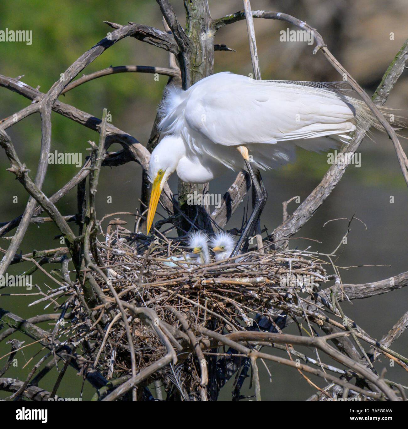 Great egret (Ardea alba) at the nest with newly hatched brooding chicks ...