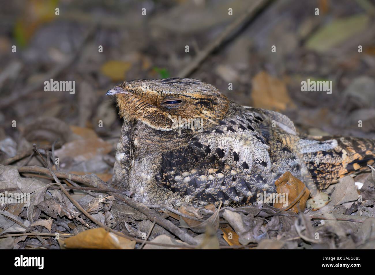 Chuck-will's-widow (Antrostomus carolinensis) camouflaged at the forest ...