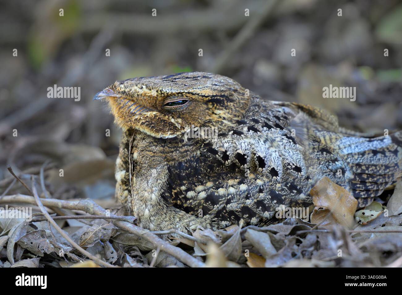 Chuck-will's-widow (Antrostomus carolinensis) camouflaged at the forest ...