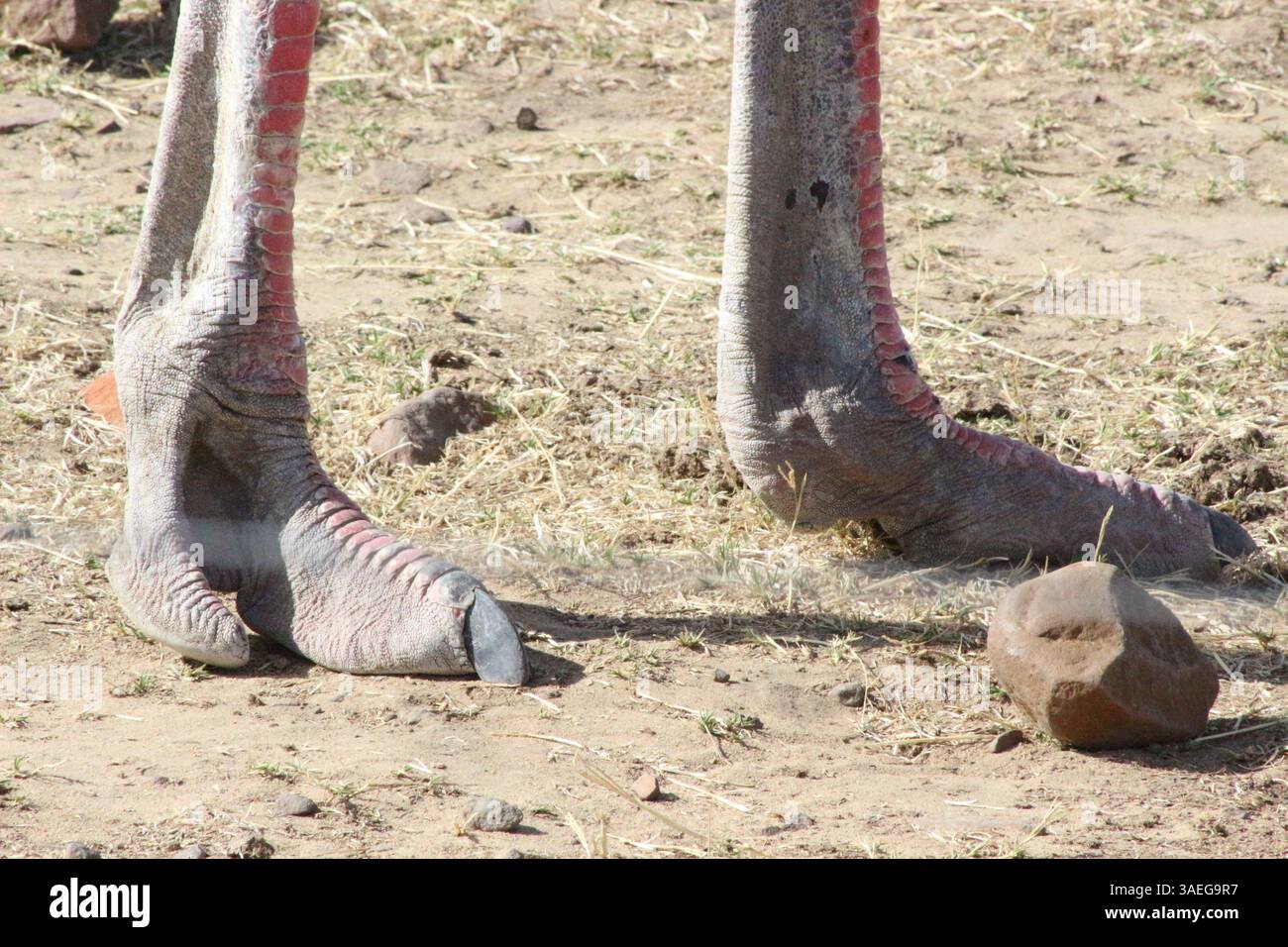 Ostrich feet hi-res stock photography and images - Alamy