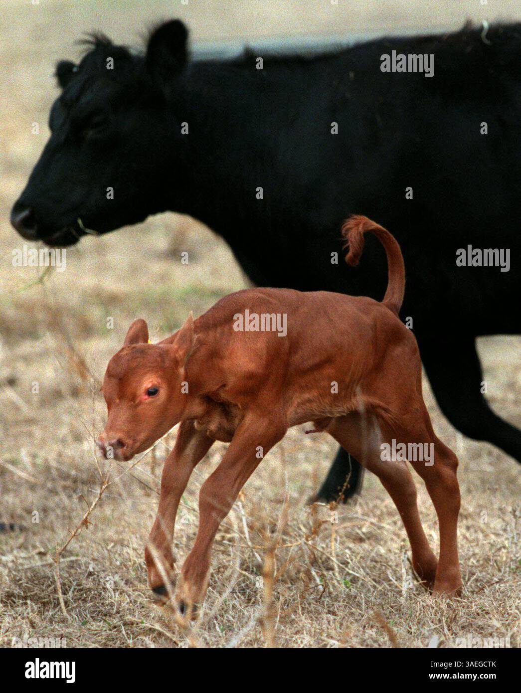 Senepol cows hi-res stock photography and images - Alamy