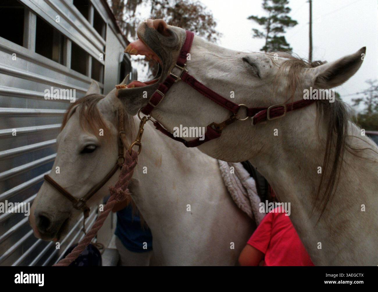 NP 42618 - - DELIVER TO: NP Desk - - 2/7/97 - - SEMINOLE - - CAPTION ...